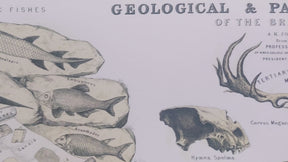 GEOLOGICAL & PALAEONTOLOGICAL W and A Johnston Fossils Dinosaurs ...
